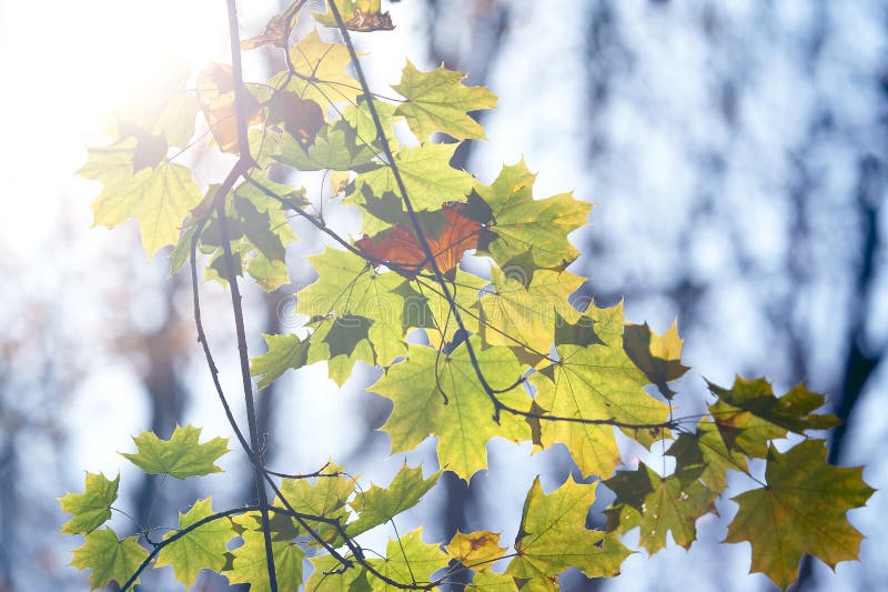 Maple Tree Leaves in the Sun Stock Photo - Image of maple, wood: 131035632