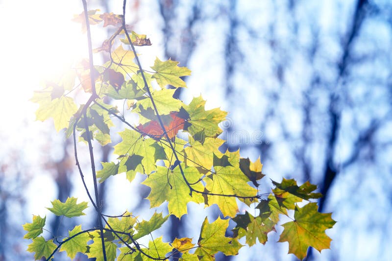 Maple Tree Leaves in the Sun Stock Photo - Image of focus, outdoor ...