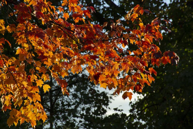 Maple Tree Leaves on Sunny Background in Autumn. Stock Photo - Image of ...