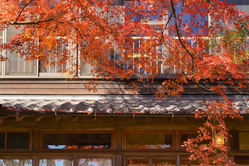 Maple Tree with Local Building Stock Photo - Image of nature, fall ...