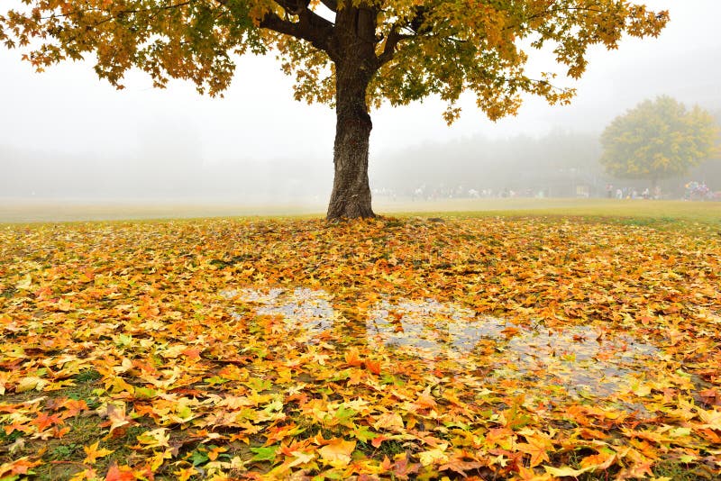 A maple tree in the mist stock image. Image of wonderland - 343426211