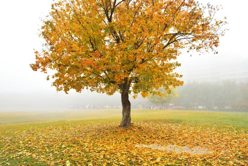 A maple tree in the mist stock image. Image of cold - 343426215