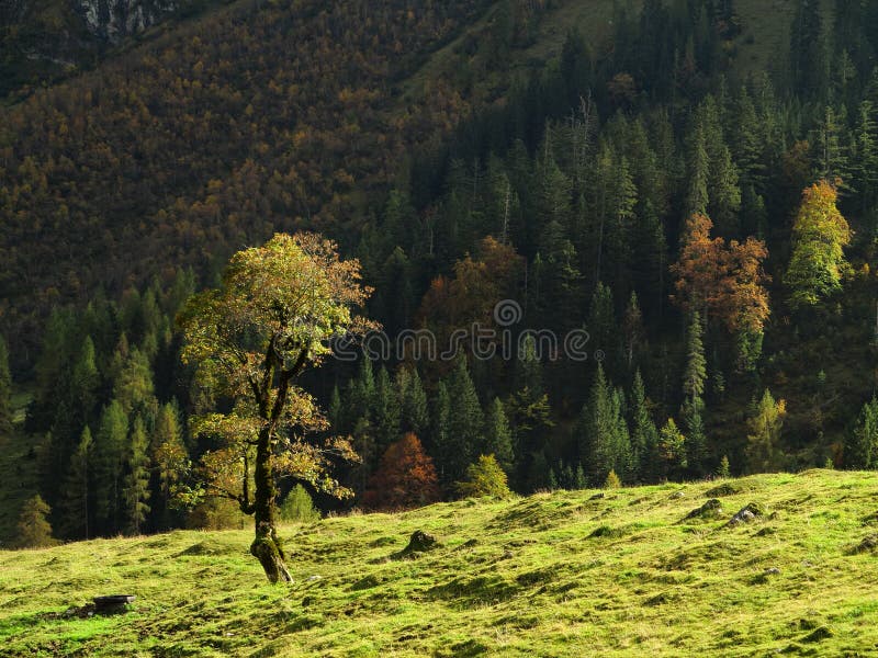 Alpine Maple Tree in Sunlight Fall Season Nature Background Stock Photo ...