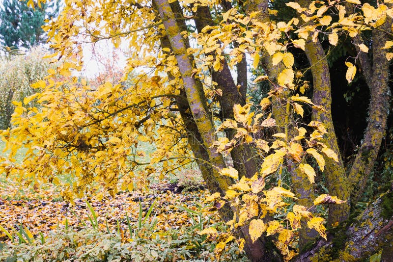 Maple Tree with Multiple Trunks Stock Photo - Image of grove, yellow ...