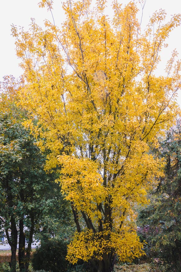 Maple Tree with Multiple Trunks and Yellow Leaves. Stock Photo - Image ...