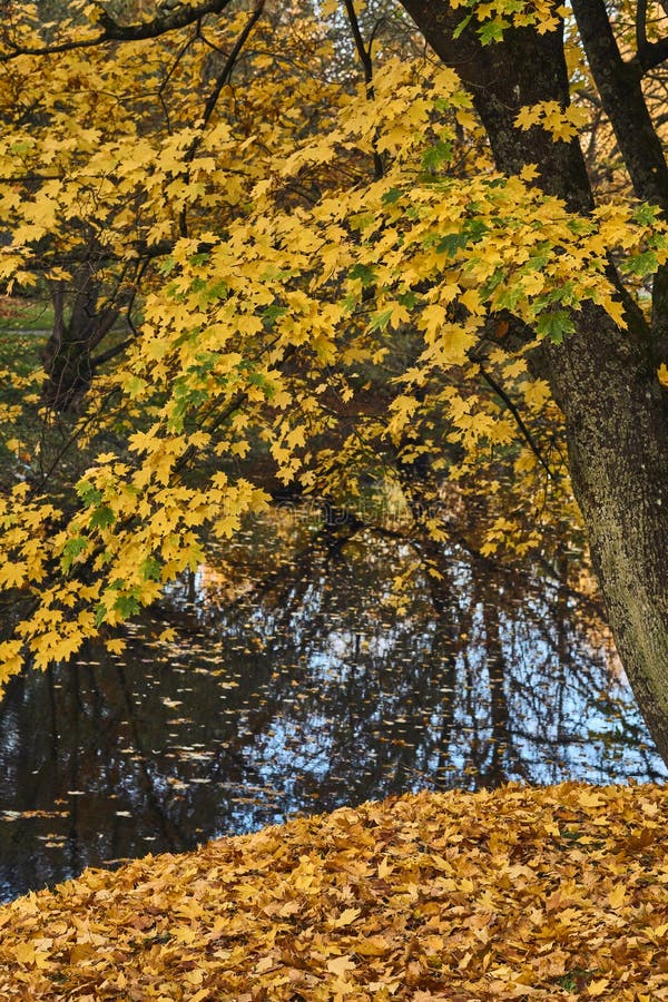 Maple Tree Near the Water in Autumn Stock Image - Image of lake ...