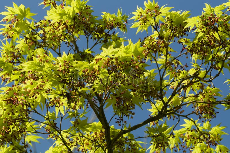 Maple Tree New Leaves and Flower Buds Stock Photo - Image of colorful ...