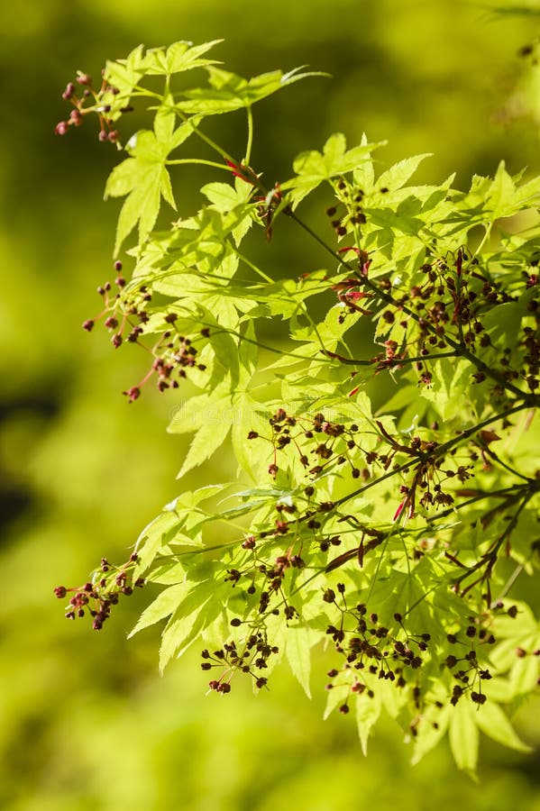 Maple Tree New Leaves and Flower Buds Stock Image - Image of bright ...