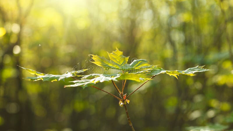Fresh maple foliage stock photo. Image of shoot, maple - 123037412