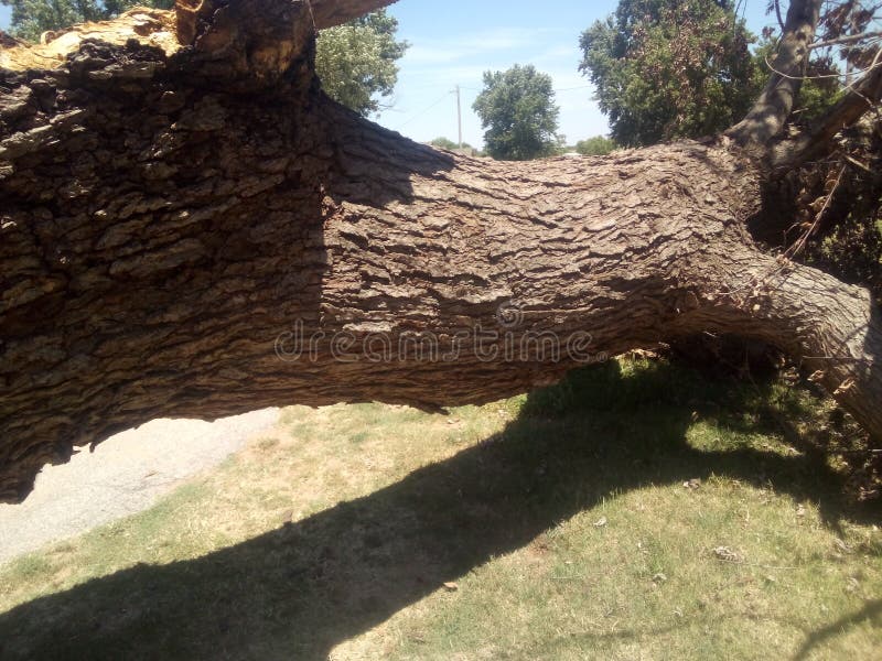 Maple Tree Oklahoma Tornado Damage Stock Image - Image of tree, damage ...