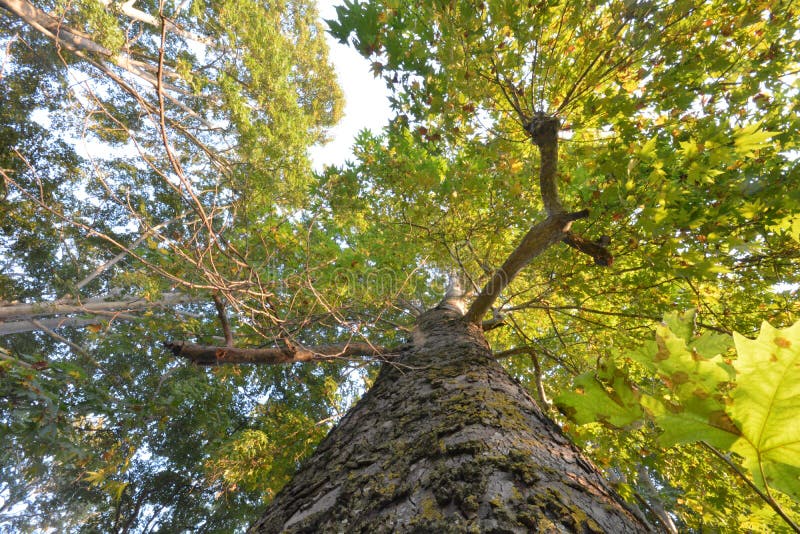 Maple tree stock image. Image of high, mapleleaf, parks - 99273801