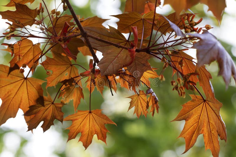 Maple Tree with Orange Leaf in Autumn Stock Image - Image of autumnal ...