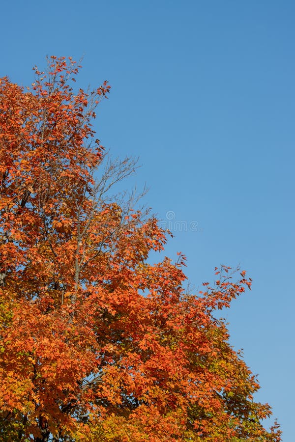 A Maple Tree with Orange Leaves in the Fall Stock Image - Image of ...