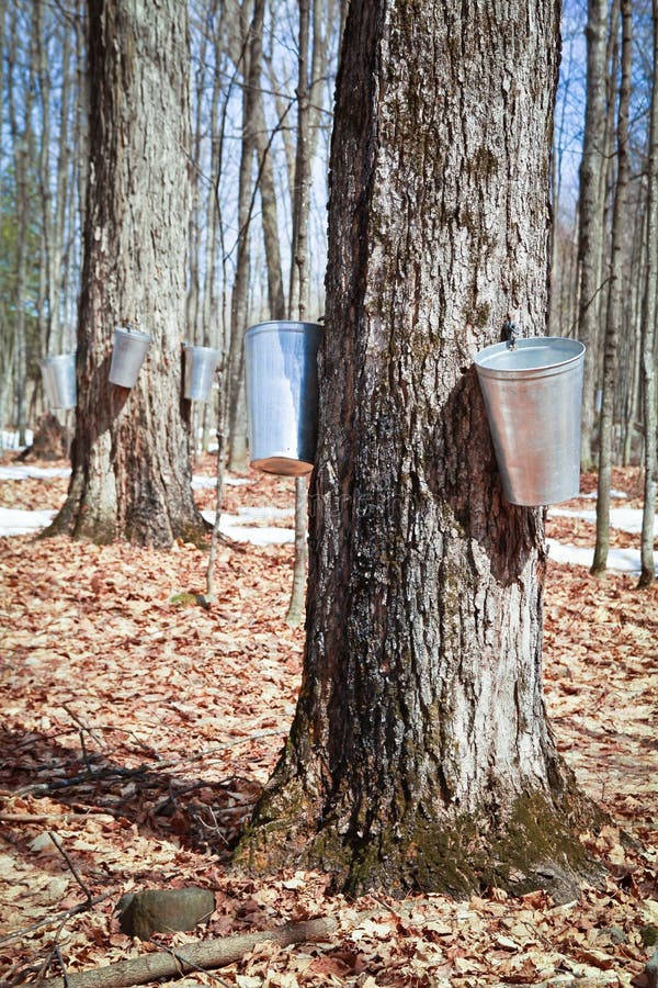 Maple tree in autumn stock image. Image of leaf, fall - 3270589