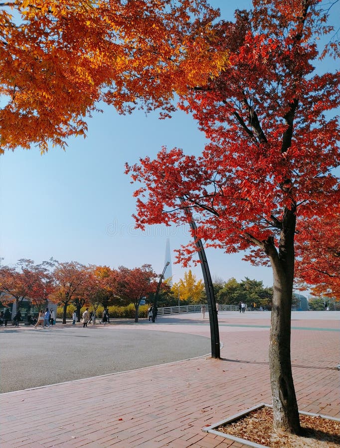 Maple Tree at Park stock photo. Image of woodland, leaf - 201362282