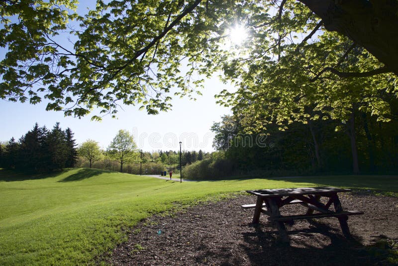 A Maple Tree in the Park with the Park Bench Stock Photo - Image of ...