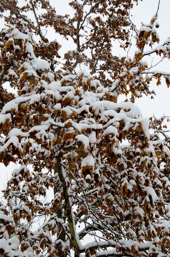 Maple Tree in a Park on Winter Stock Image - Image of fall, outdoor ...