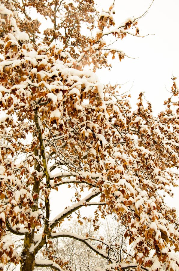 Maple Tree in a Park on Winter. Retro Styyle Stock Image - Image of ...