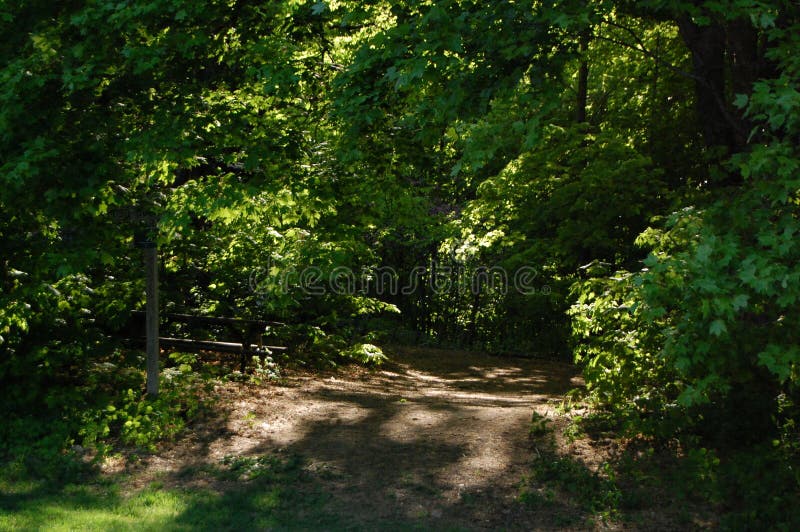 Maple Tree Path Early Spring in Sun Set Stock Image - Image of black ...
