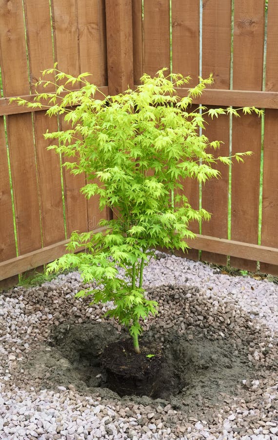 Maple Tree during Planting Sequence in House Garden Stock Image - Image ...