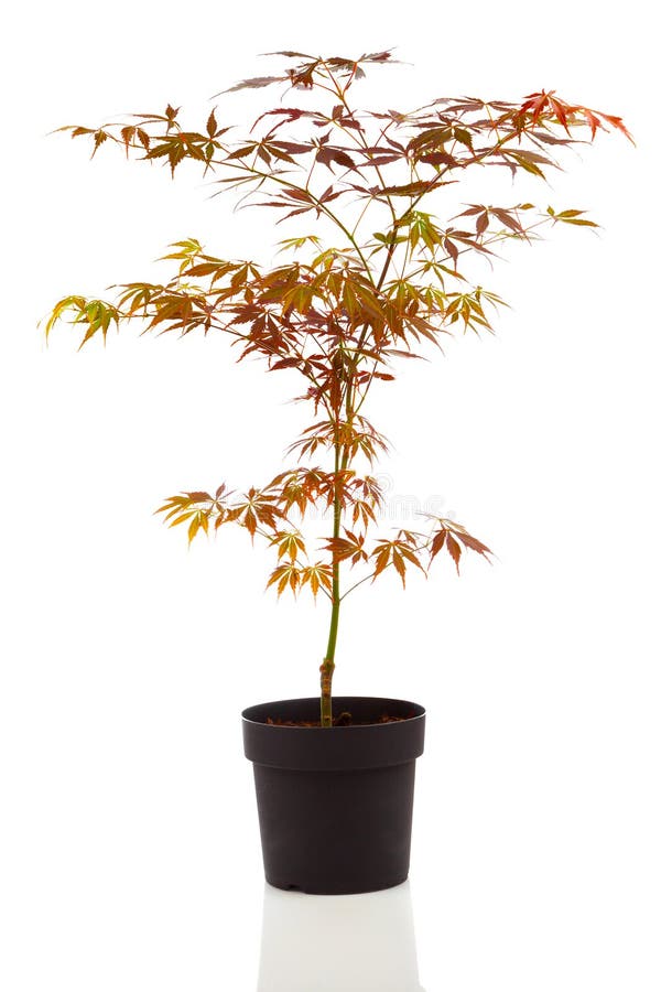 Maple tree leaves stock photo. Image of morning, plant - 31490724
