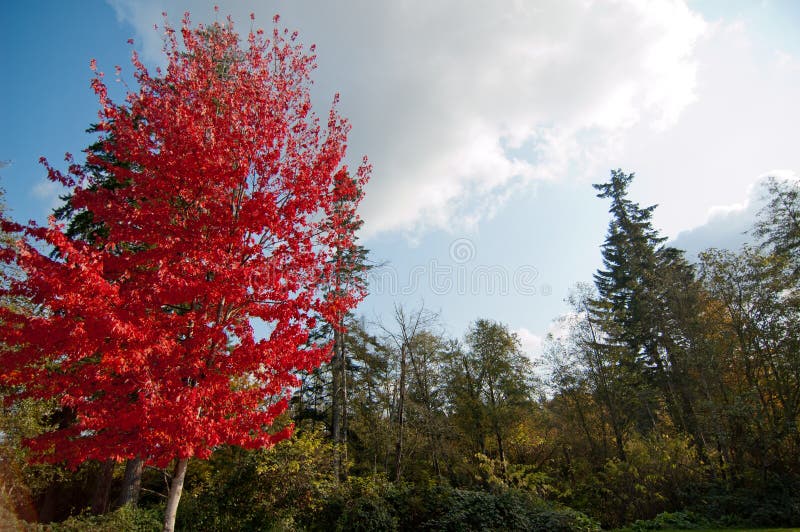 Maple Tree with Red Leaves in Front Row of Trees with Green Leaves ...