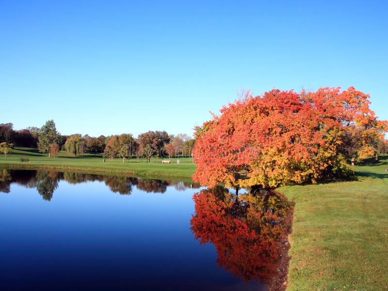 Maple Tree Reflection Horizontal View Stock Photo - Image of fall ...