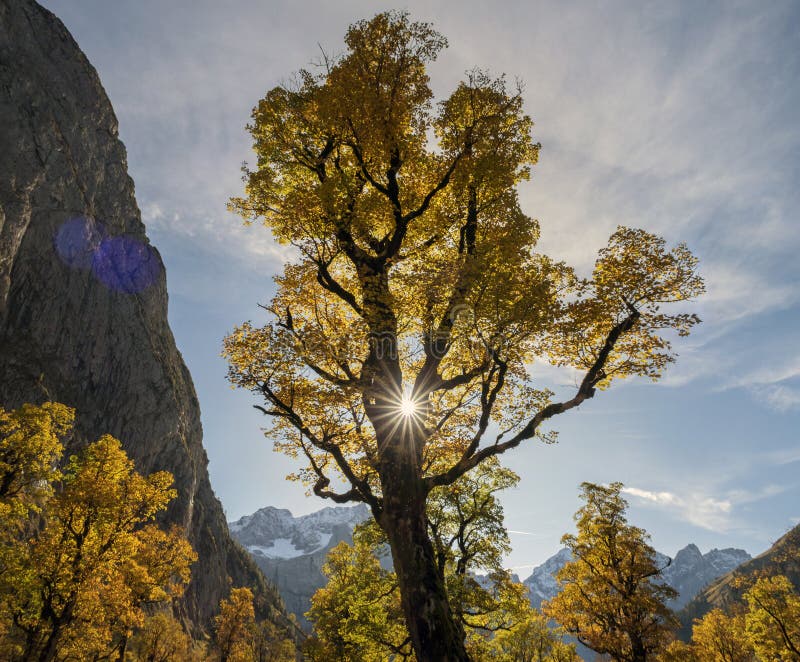 Maple Tree Rising Againt Strong Mountain Stock Image - Image of yellow ...