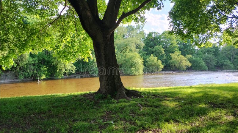 Maple Tree at Riverside Along Bank Stock Photo - Image of maple ...