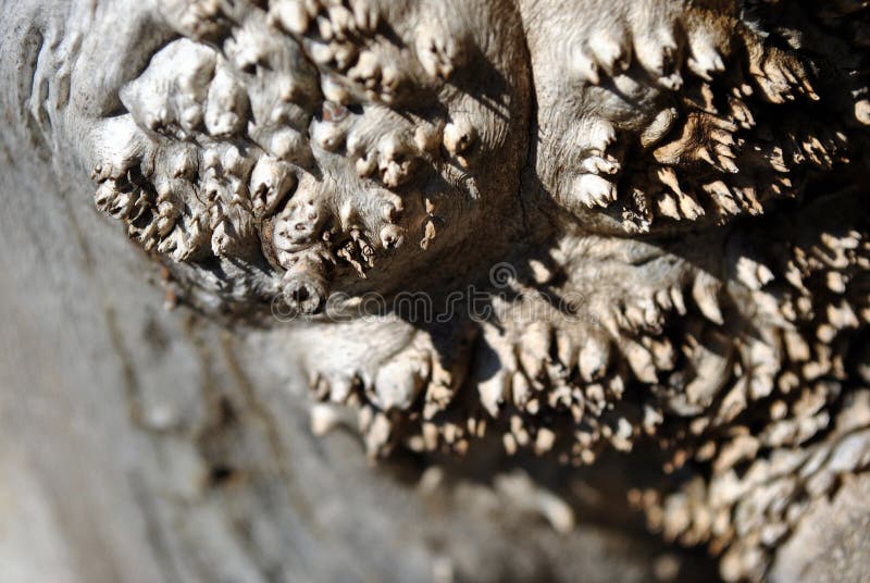 Maple Tree Root Weird Texture Close Up, Horizontal Background Stock ...
