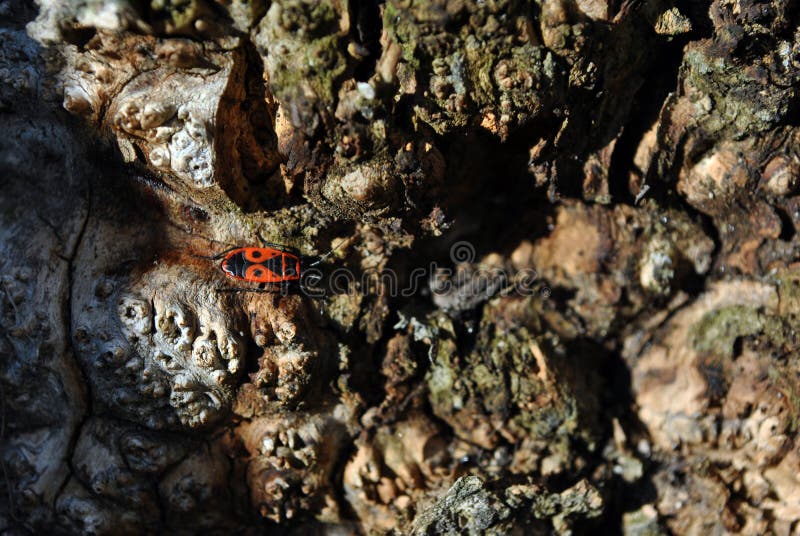 Tree Weird Abstract Colorful Texture Close Up, Vertical Background ...