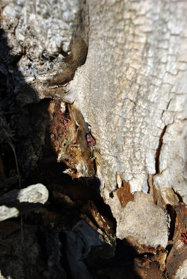 Maple Tree Root Weird Texture Close Up with Red Firebugs Pyrrhocoris ...