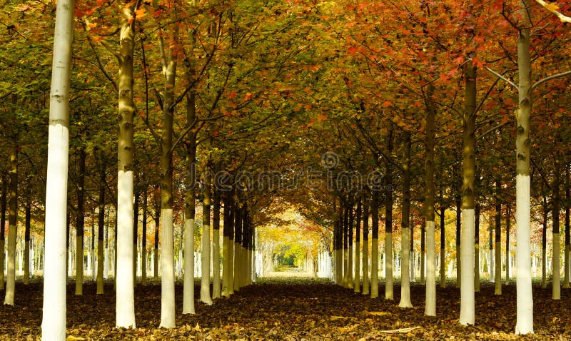 Maple tree rows stock photo. Image of rows, tree, maple - 95542198
