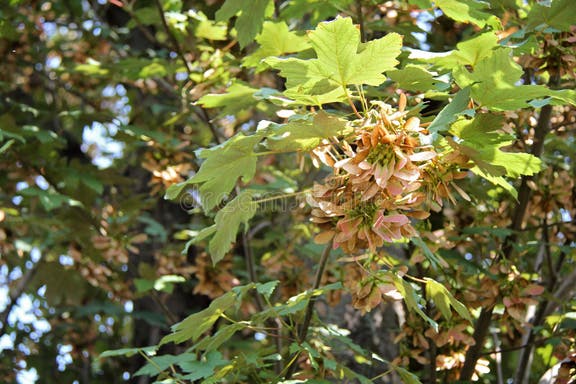 Maple Tree Samara stock image. Image of nature, branch - 125347047