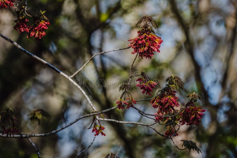 Maple Tree Samara on Tree Branches Stock Image - Image of yellow, fruit ...