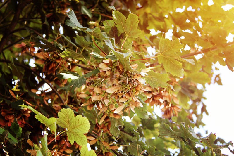 Maple Tree Samara Crop stock image. Image of branch - 125347103