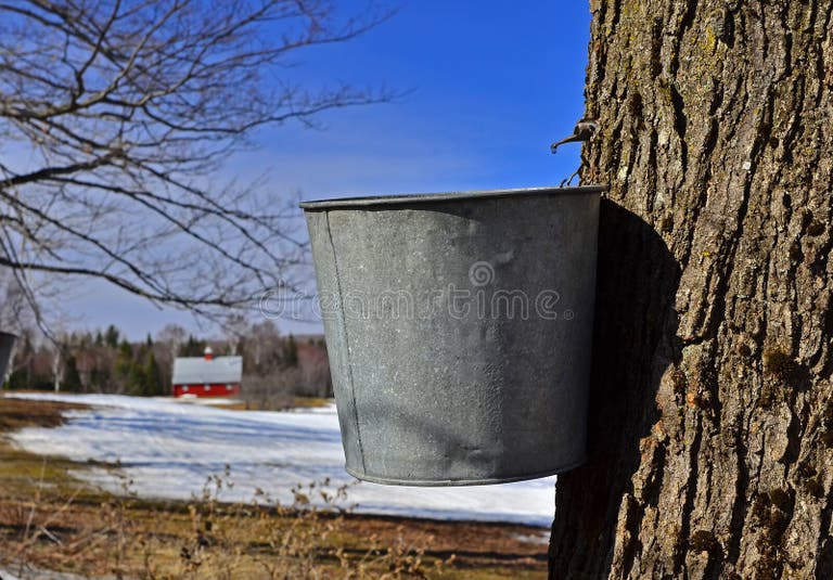 Maple Tree with a Sap Bucket Stock Image - Image of vermont, barn: 24287381