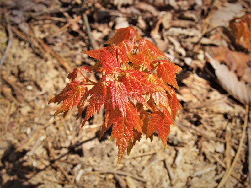 Maple Tree Sapling stock image. Image of maple, plant - 114948351