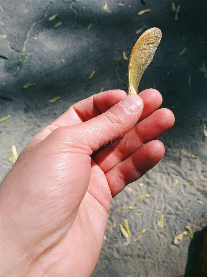 Maple tree seed stock photo. Image of maple, tree, spring - 116606656