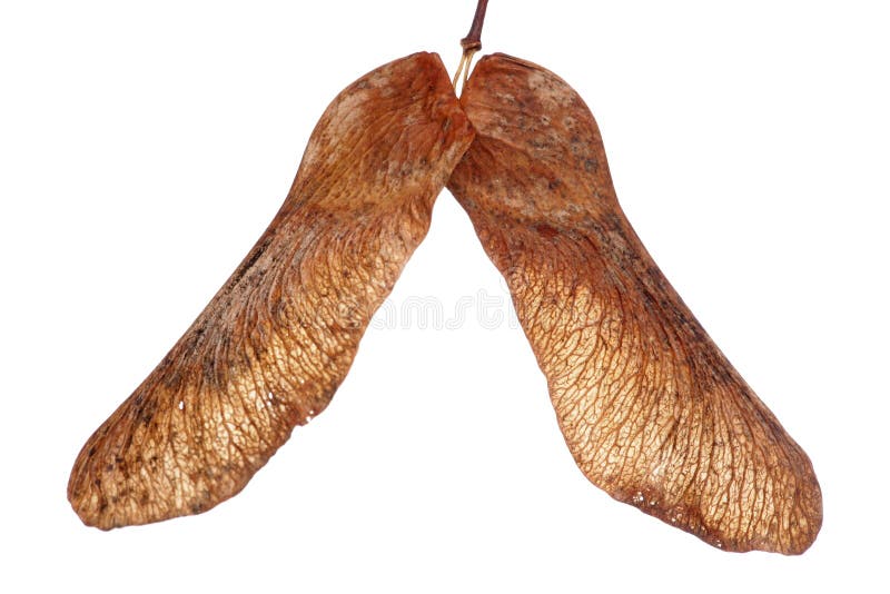 Maple tree seed stock photo. Image of seed, autumn, tree - 16372348