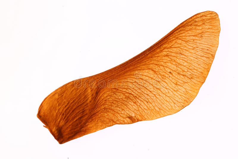 Maple Seed Texture Macro Closeup. Stock Photo - Image of seed, isolated ...