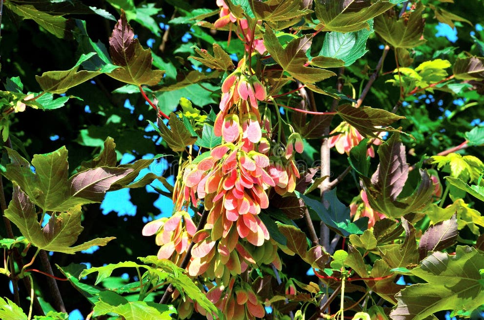 Maple tree seed pods stock image. Image of detail, maple - 83119507