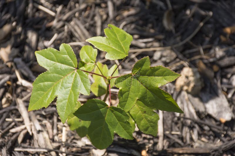Maple Tree Seedling stock image. Image of maple, seedling - 100810515