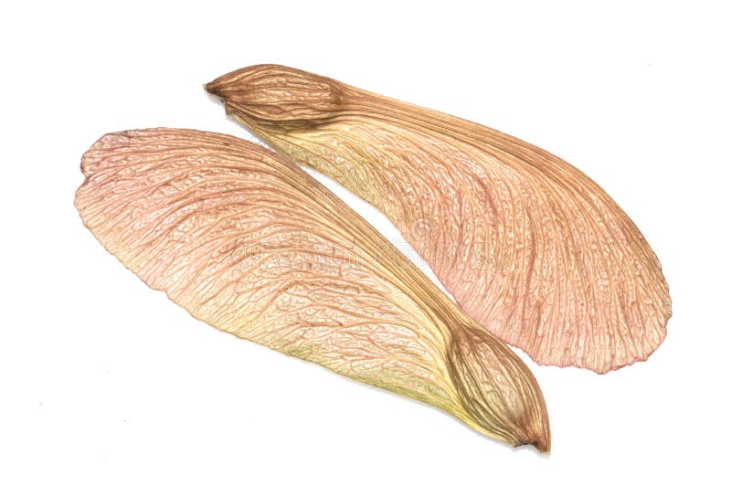 Maple Tree Seeds stock image. Image of plants, flora - 14528755