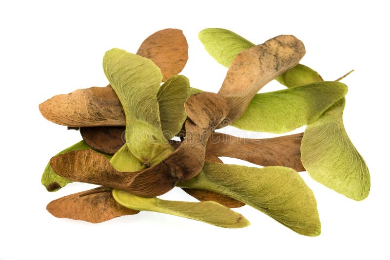 Maple tree seeds stock photo. Image of seed, propeller - 6389240