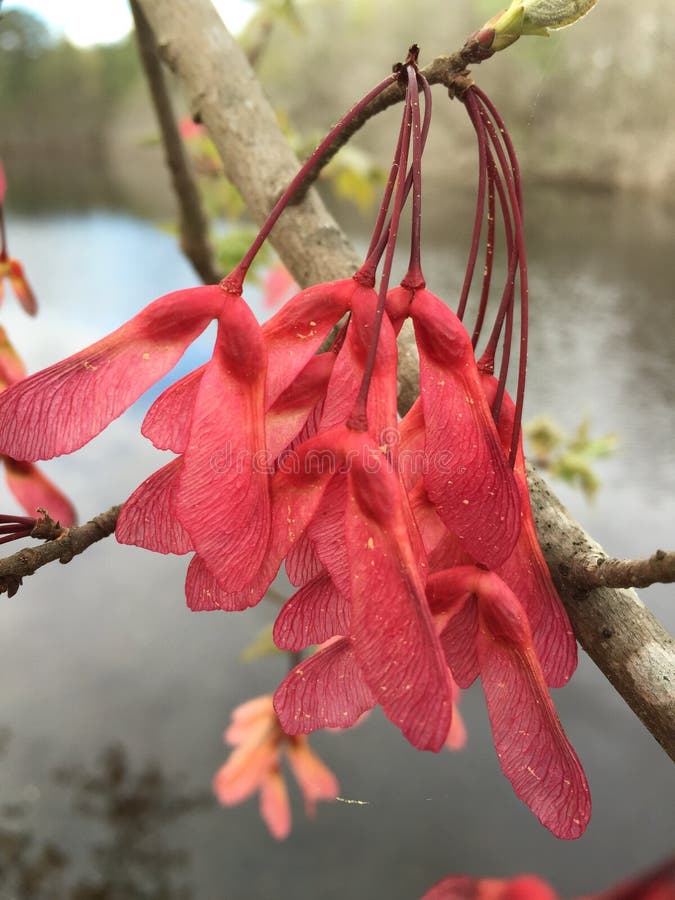 Maple Tree Seeds stock photo. Image of close, blue, white - 72554080