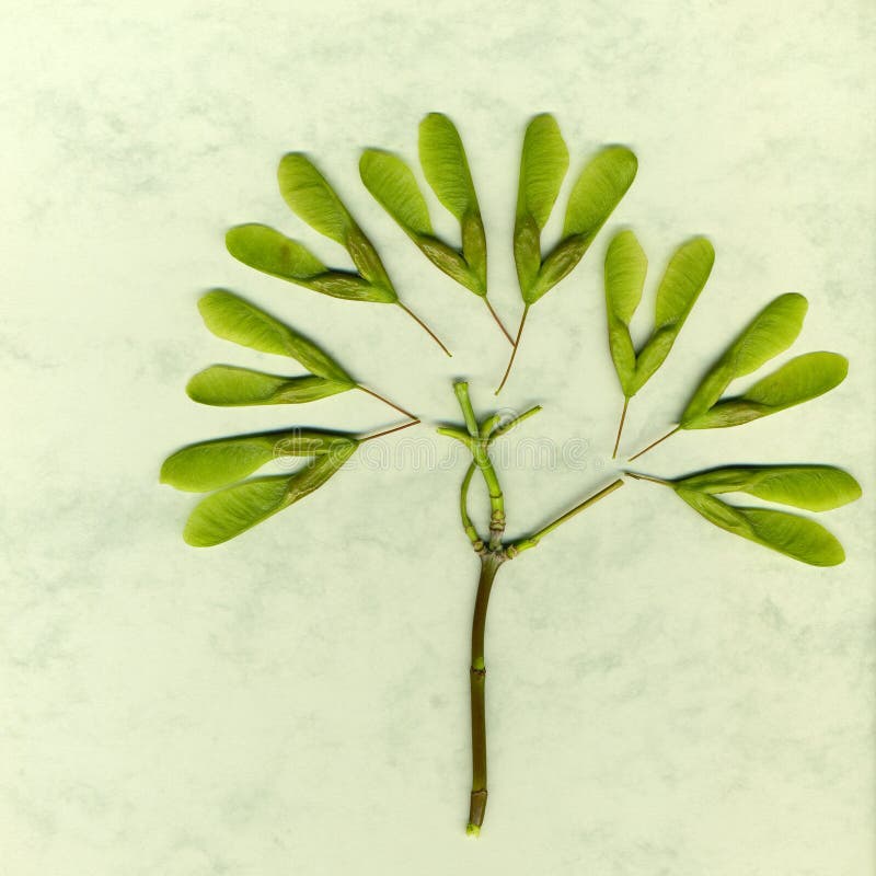 Maple Tree Seeds on Green Paper Background Stock Illustration ...