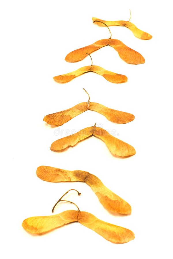 Maple Tree Seeds Isolated on White Background Stock Photo - Image of ...