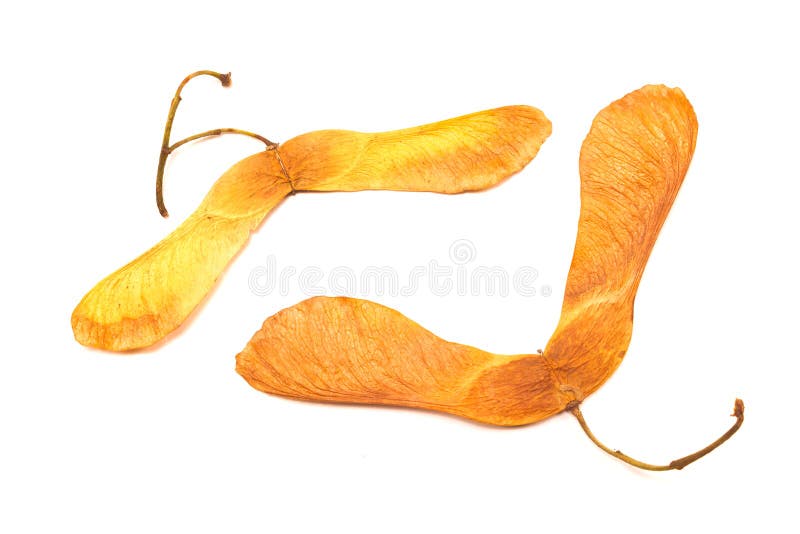 Maple Tree Seeds Isolated on White Background Stock Photo - Image of ...