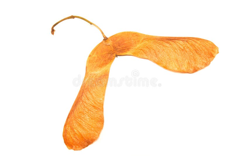 Maple Tree Seeds Isolated on White Background Stock Photo - Image of ...